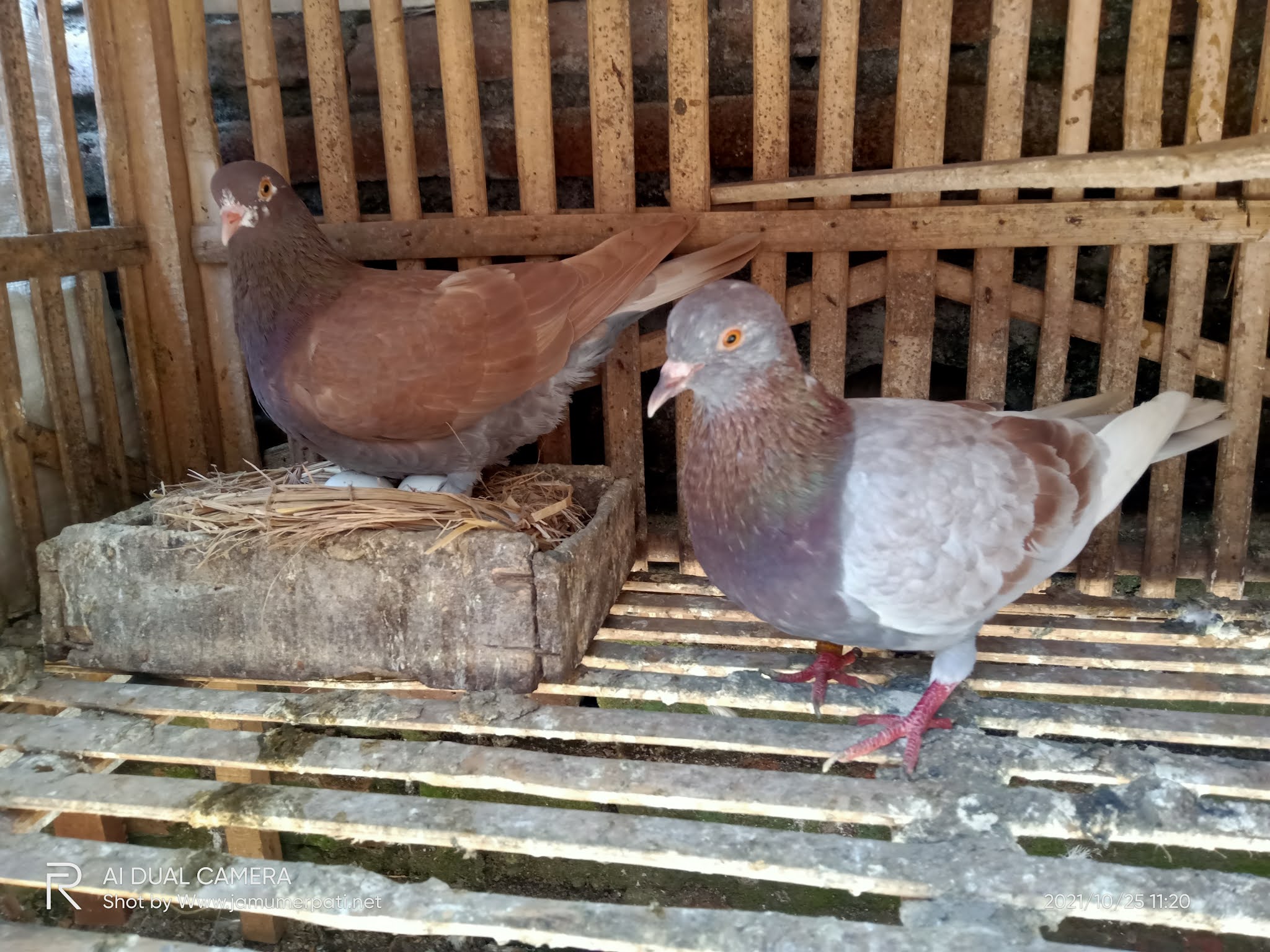 Merpati kolong, Merpati Tinggian, Merpati Tomprang, Merpati Kentong