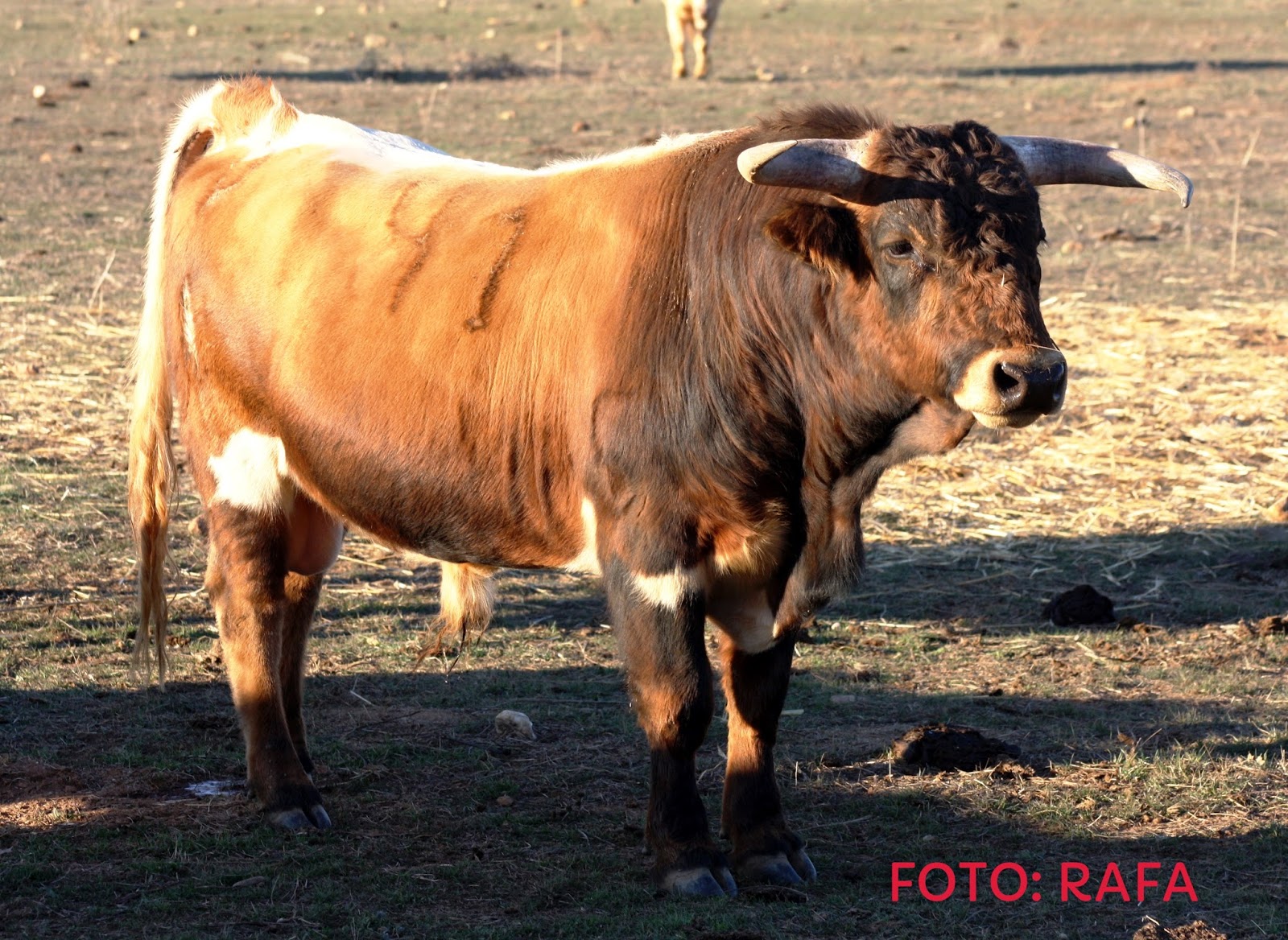 Toreo en Red Hondo: PINTAS DEL TORO DE LIDIA (6): RABO DE TORO