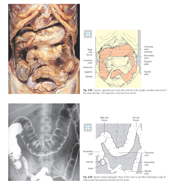 Caecum, Appendix and Colon Anatomy - pediagenosis