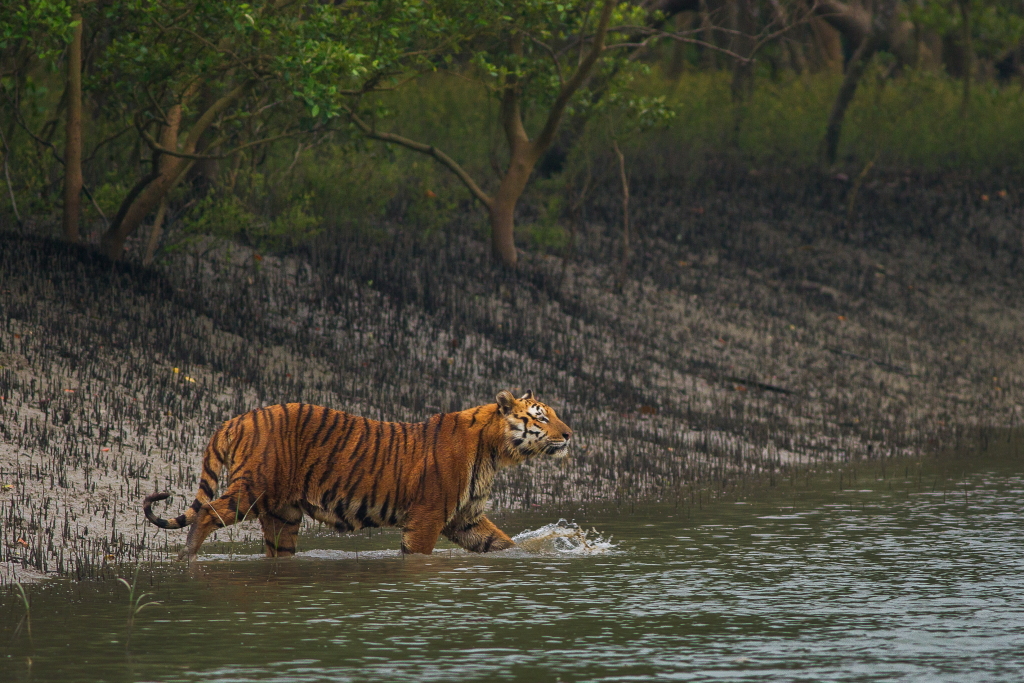 Indian Sundarban: An in-depth understanding: Epic tiger sighting at ...