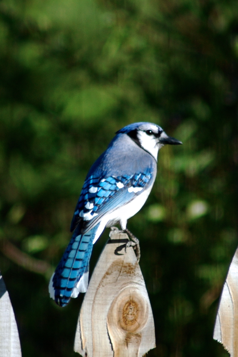 Wild life: Blue jay wallpaper | wild birds