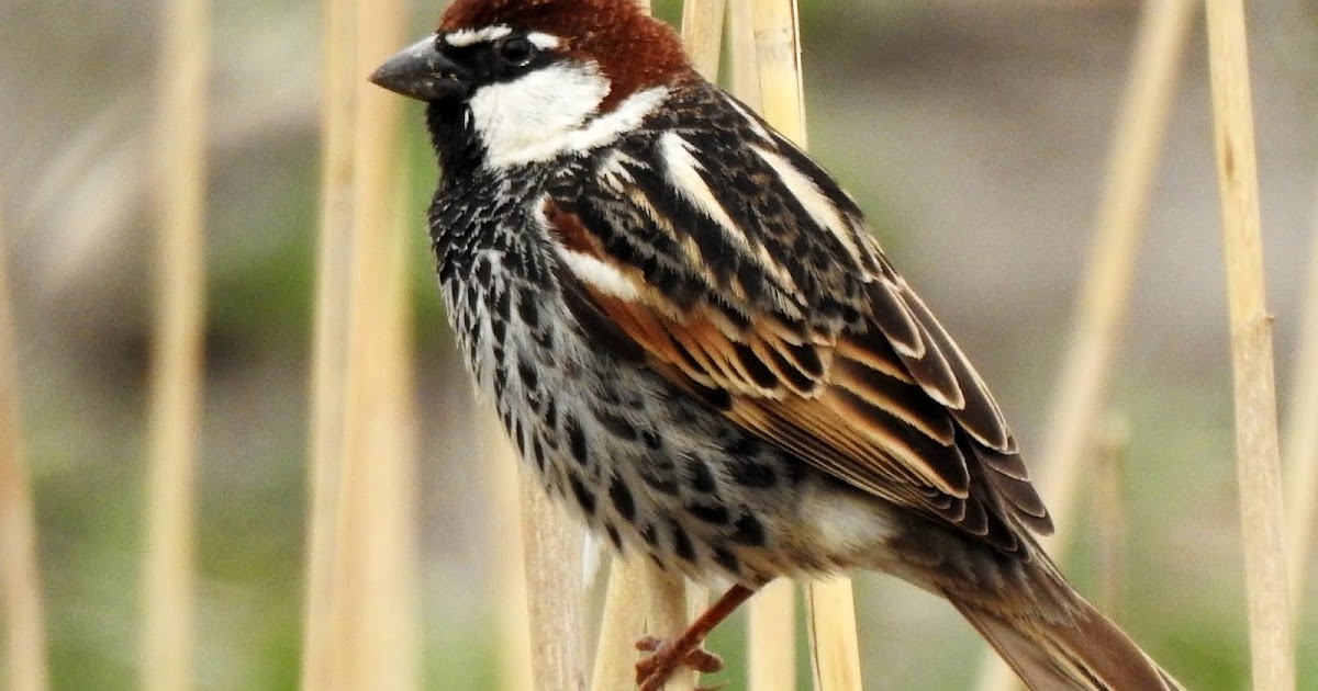 PASARI DIN ROMANIA: VRABIE NEGRICIOASA, Passer hispaniolensis