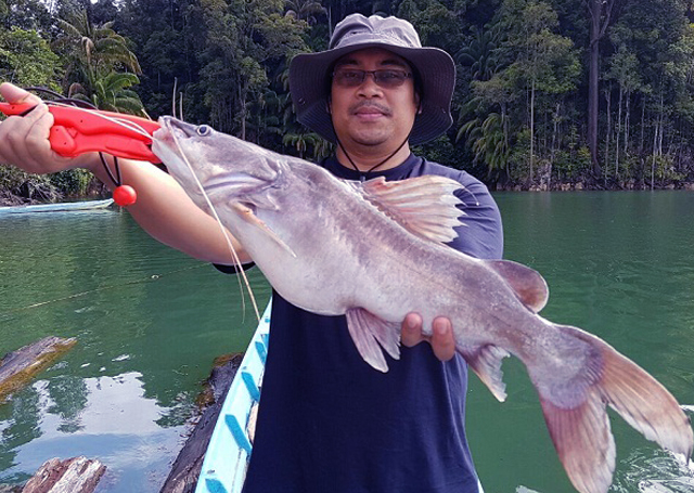 5 Racikan Rahasia Umpan Ikan Baung Paling Jitu 2021