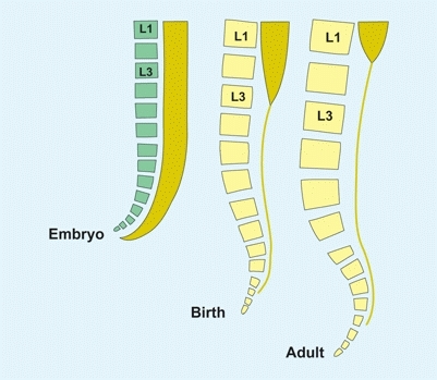 Radiotherapy Dictionary: Spinal cord end