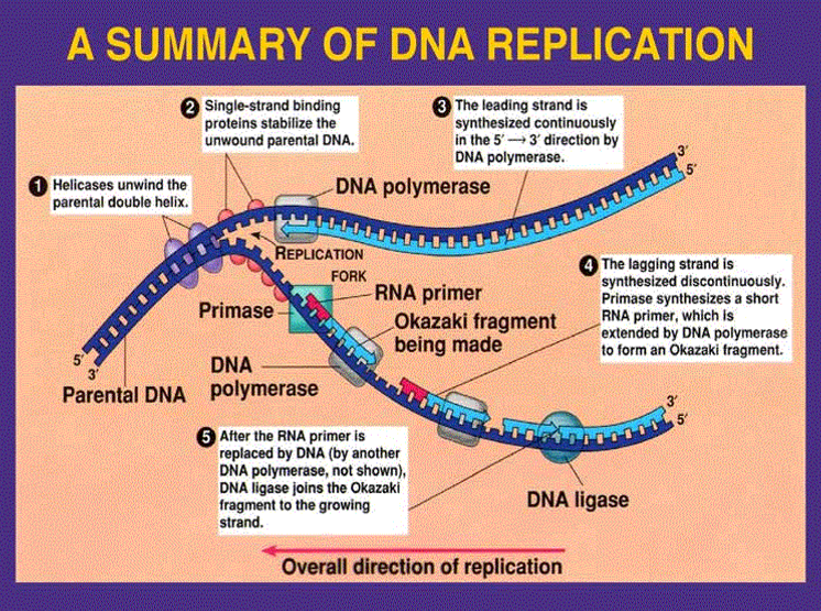Replikasi DNA Prokariotik dan Eukariotik - Sepenggal Ilmu