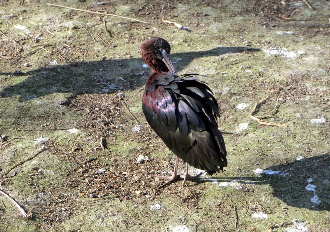 Santuario de aves: Morito