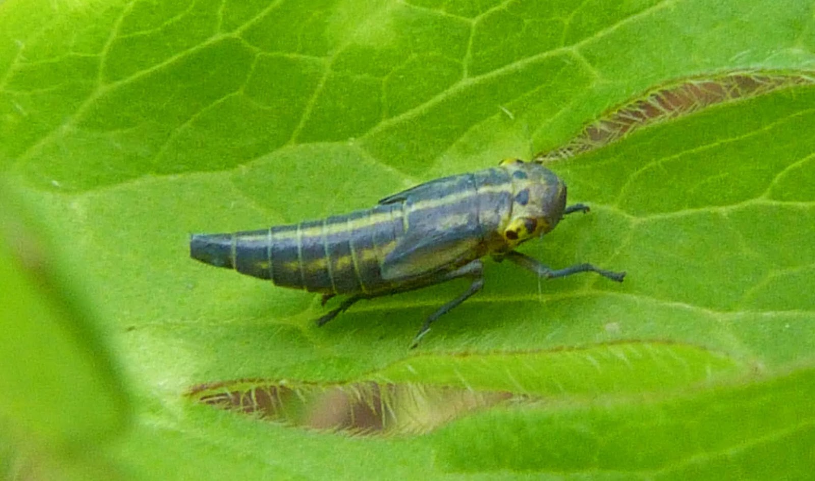 Insects of Scotland: True Bugs