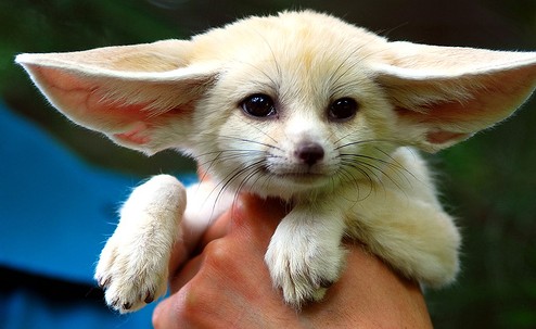 Unusual Pinterest Pets