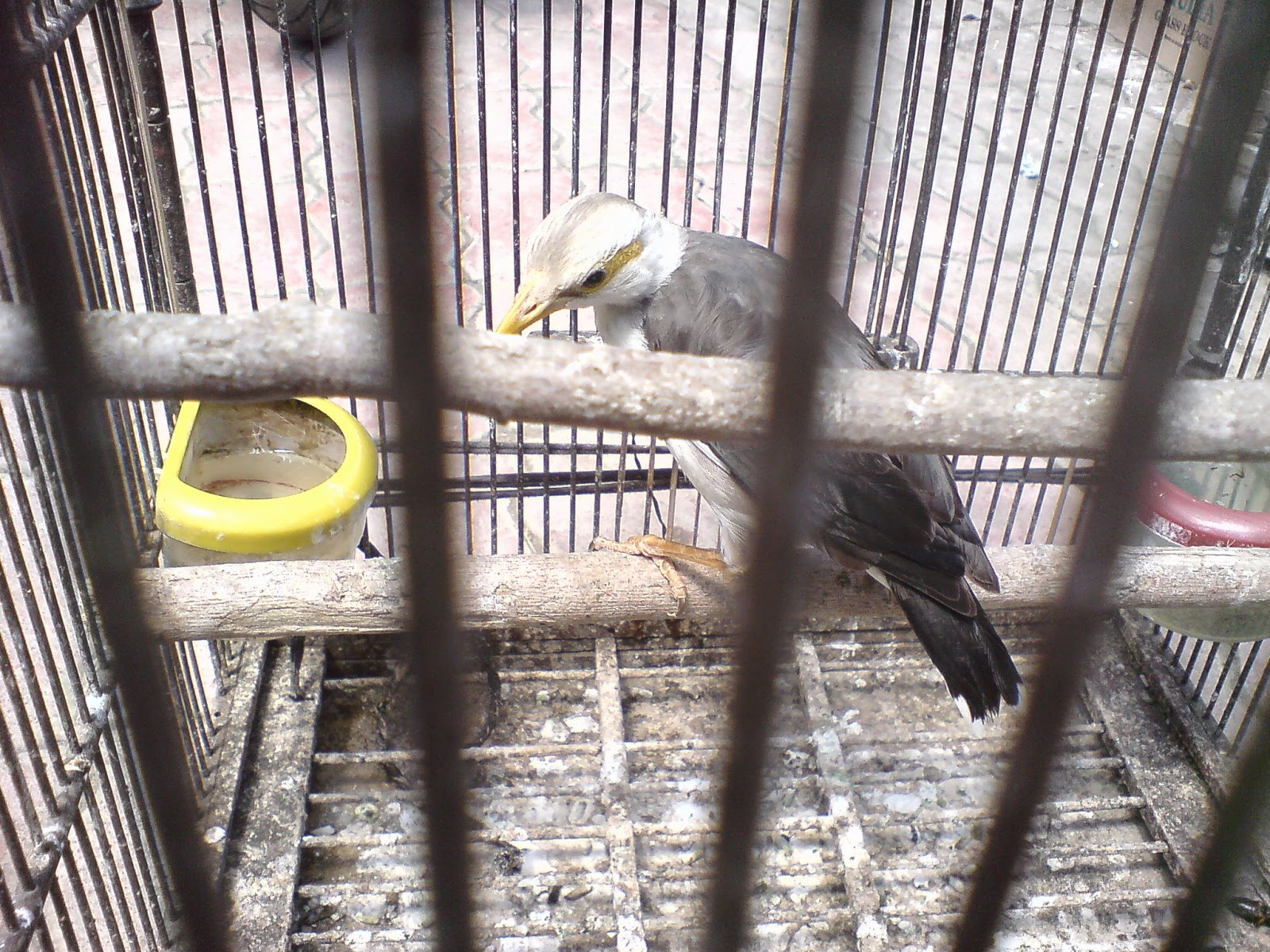 BERJALAK: GAMBAR JALAK PUTIH 4