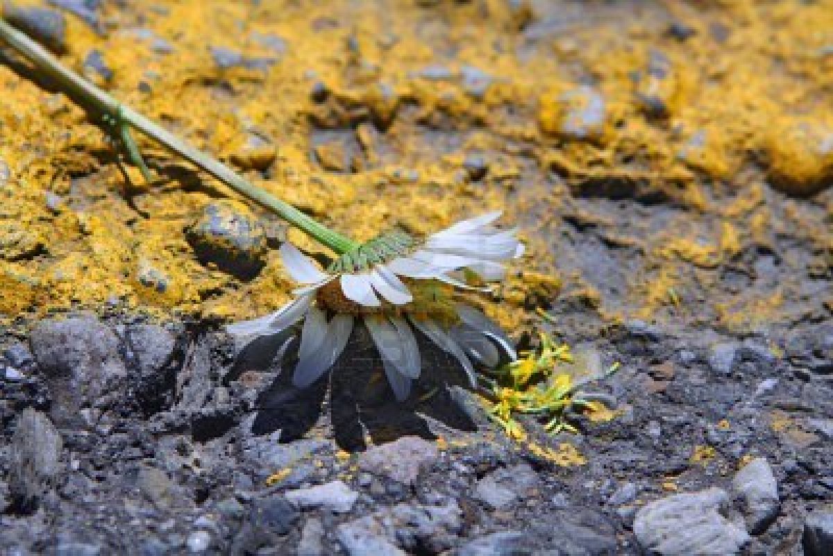 EL BLOG DE LUIS MADRIGAL: PROSA POÉTICA (XVIII)