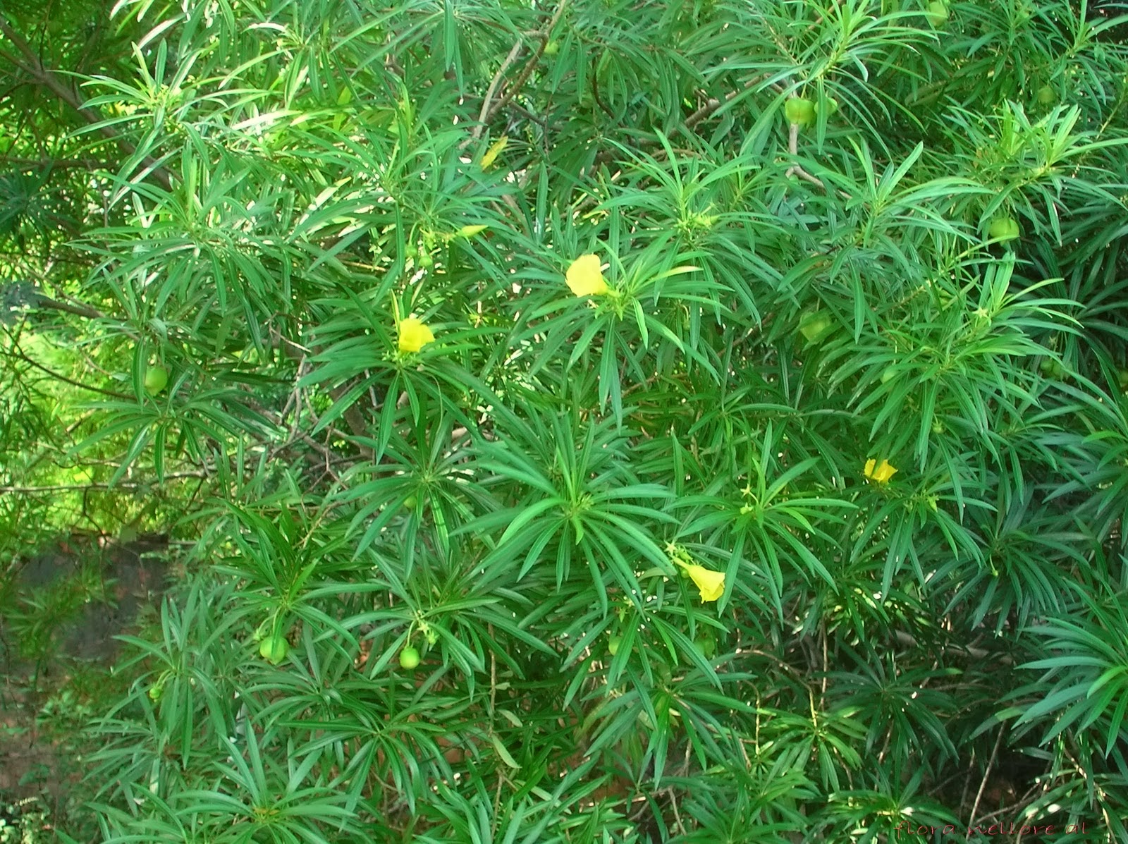 MEDICINAL PLANTS OF DWARKA: Cascabela thevetia