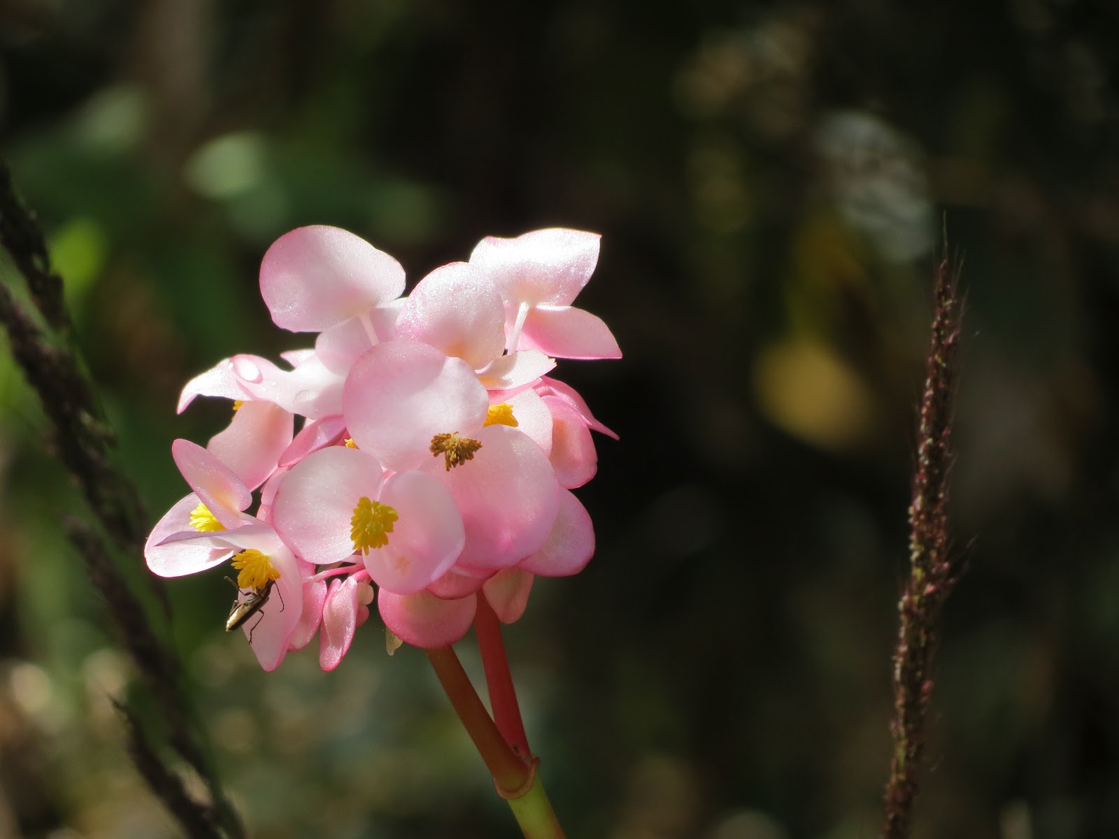 Mythistical: Flowers Of Peru