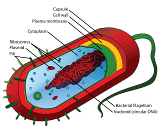 Knowledge Class: Bacterial Anatomy: Revealing the Microscopic ...