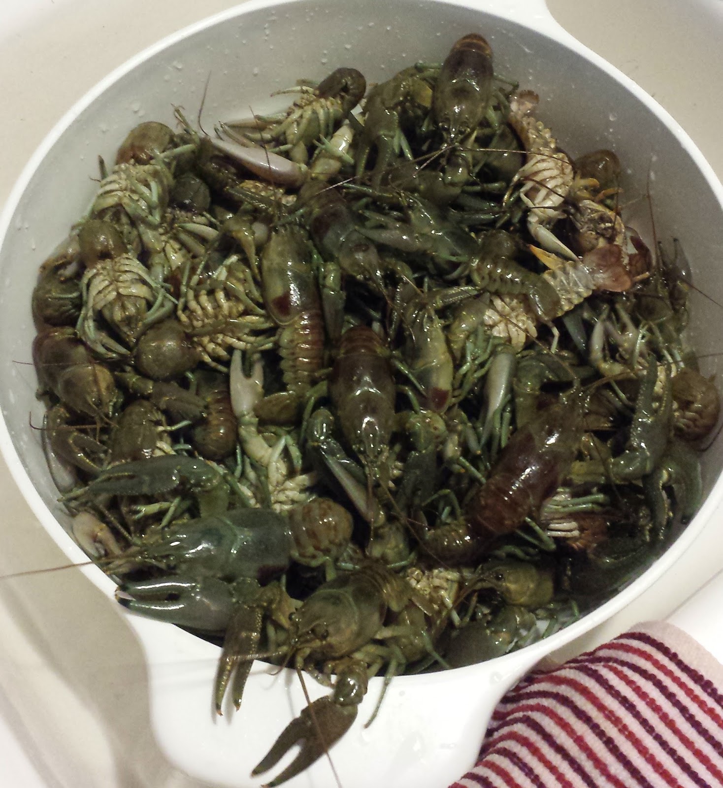 You have to cook it right: Leech Lake Crayfish