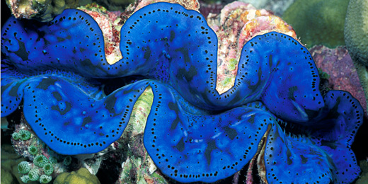 EBL: Giant Pacific Clam,Tridacna gigas (these really are the biggest ...