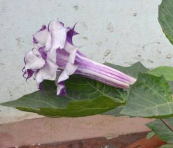 අත්තන [Attana] (Datura metel ~ අපේ ඔසුපැළ Medicinal Plants of Sri Lanka