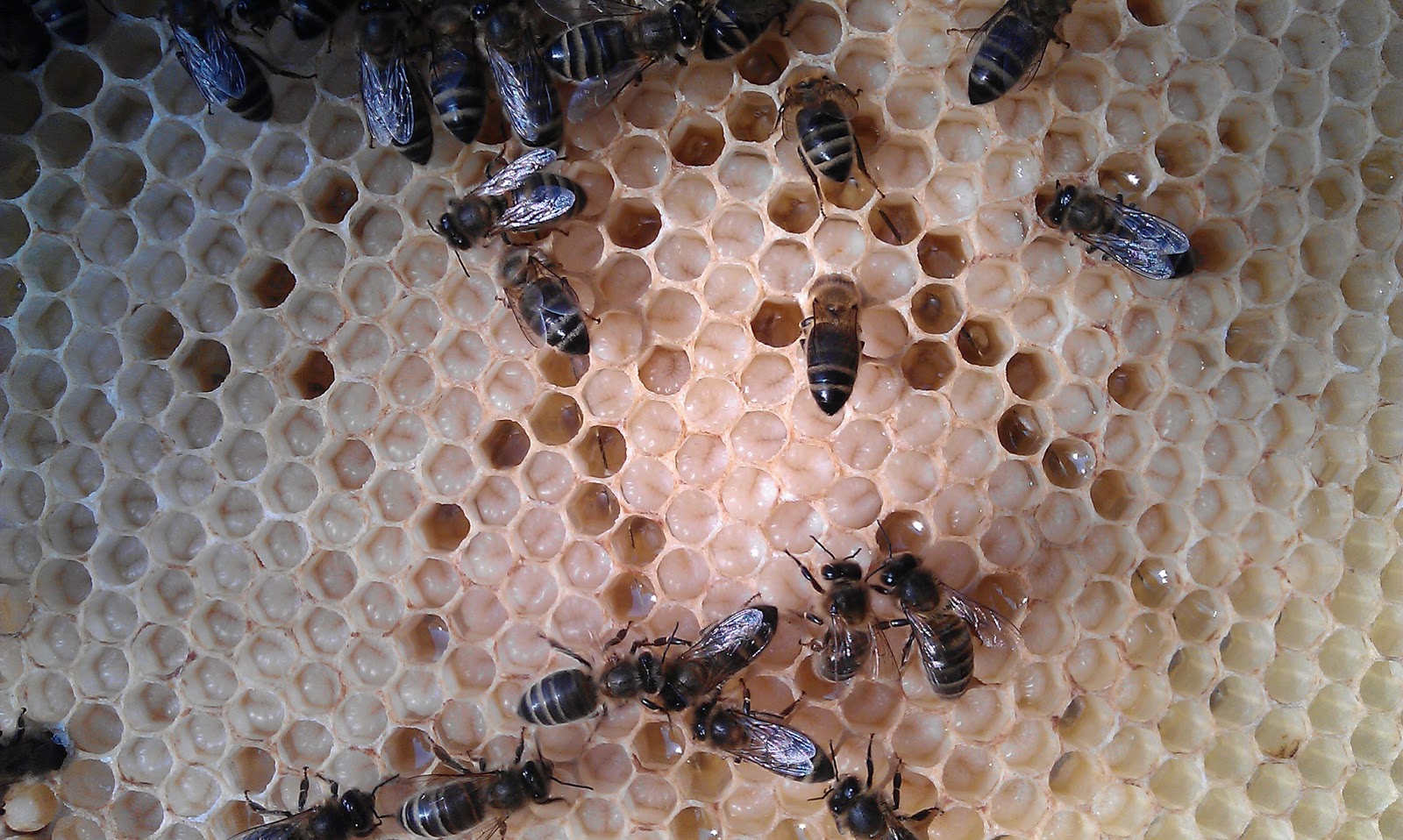 The Hivemind and Me: Vertical Artificial Swarm