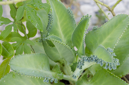 Aranto cura o câncer e muitas outras doenças, dizem as pesquisas!