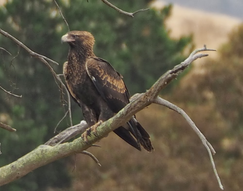 Birds Ensay East Gippsland Victoria Australia: Birds Tas,Vic,NSW and Qld