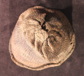 Clothing the Carolinas: Examining 18th Century Material Culture