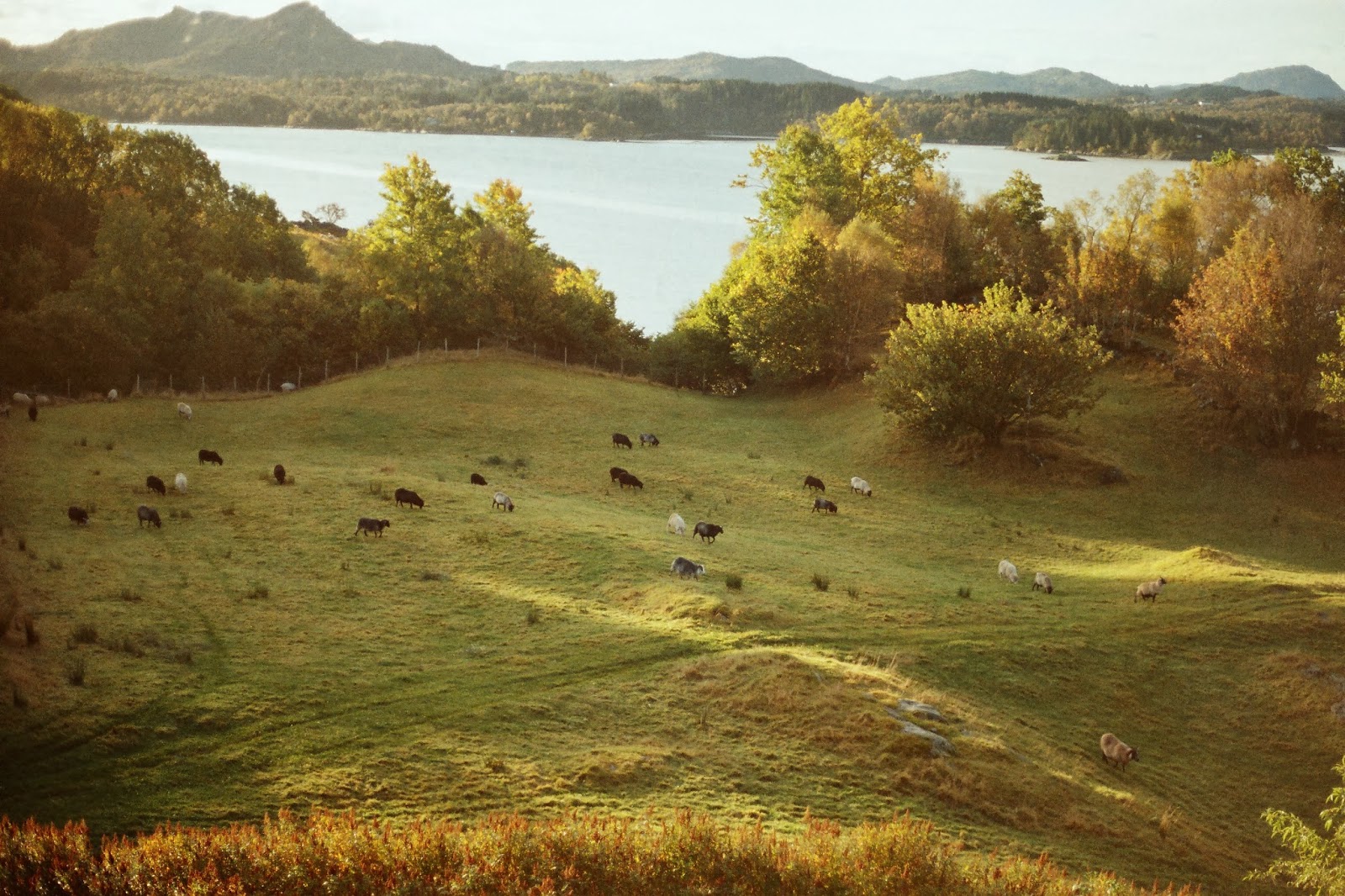 norway's coast in the fall, lygra