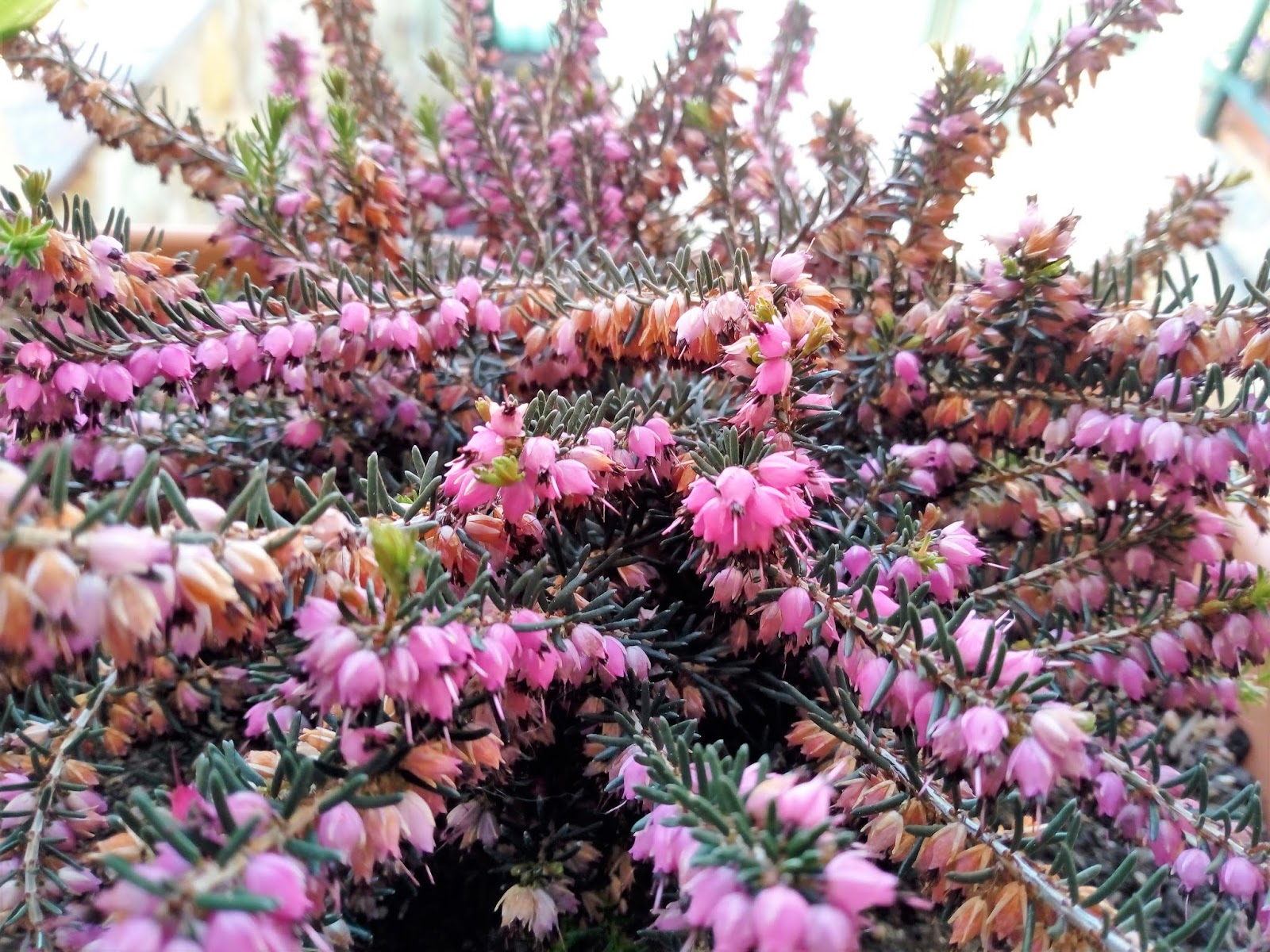 Biosfera vegetal.: Brezo rosado (Erica x darleyensis).