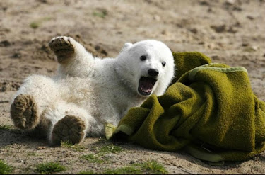 Knut l'ourson superstar: Knut et son tuteur Thomas Dörflein.
