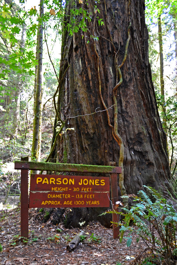 Ett annat San Francisco: 12. Armstrong Redwoods State Reserve