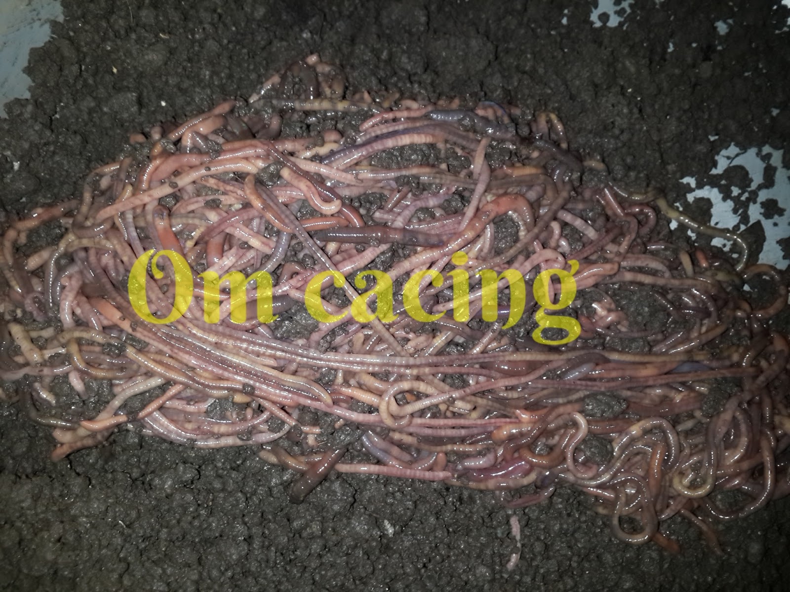 cacing tanah cacing merah cacing susu cacing kalung cacing tiger cacing ...