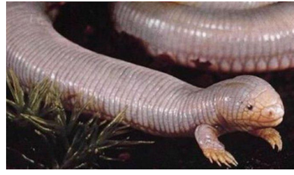 Dabbah Telah Muncul Di Israel, Binatang Pesan Tanda Kiamat.Semoga Kita ...