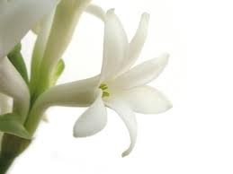 FLOWERS ENCYCLOPAEDIA: Tuberose Flowers