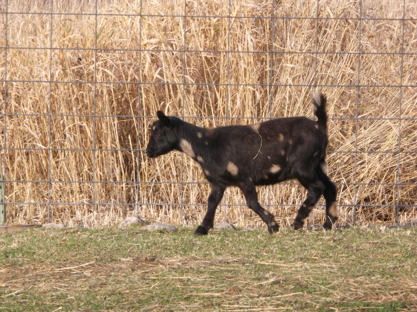 Tye Dye Acres: Fainting Goat Colors and Patterns!