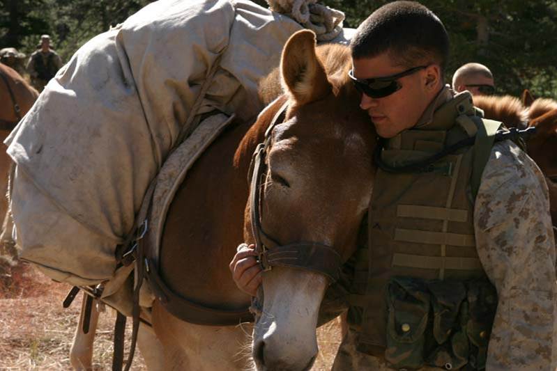 Write... and Ride: In honour of World Donkey Day, please donate and ...
