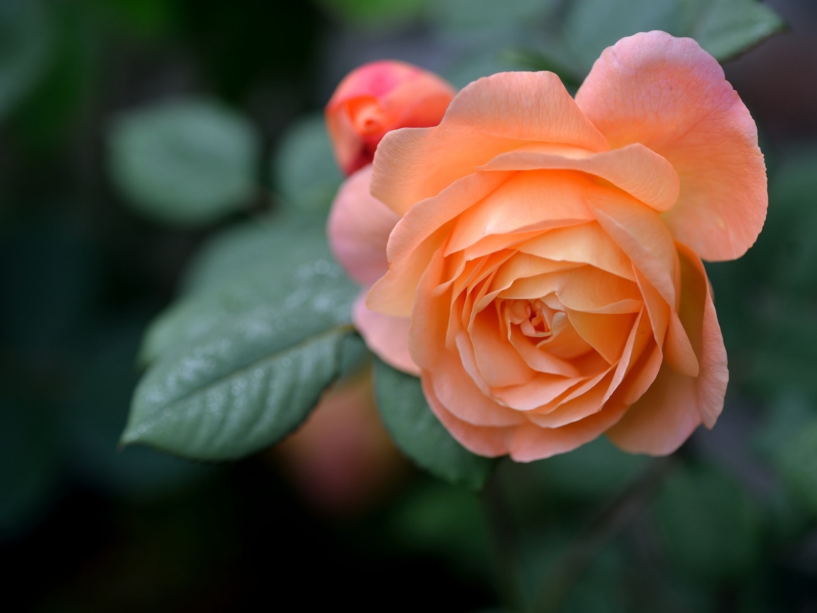 Fotografías de rosas color salmón