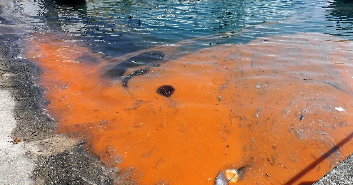 The Big Wobble : The red tide plague is still killing marine life and ...