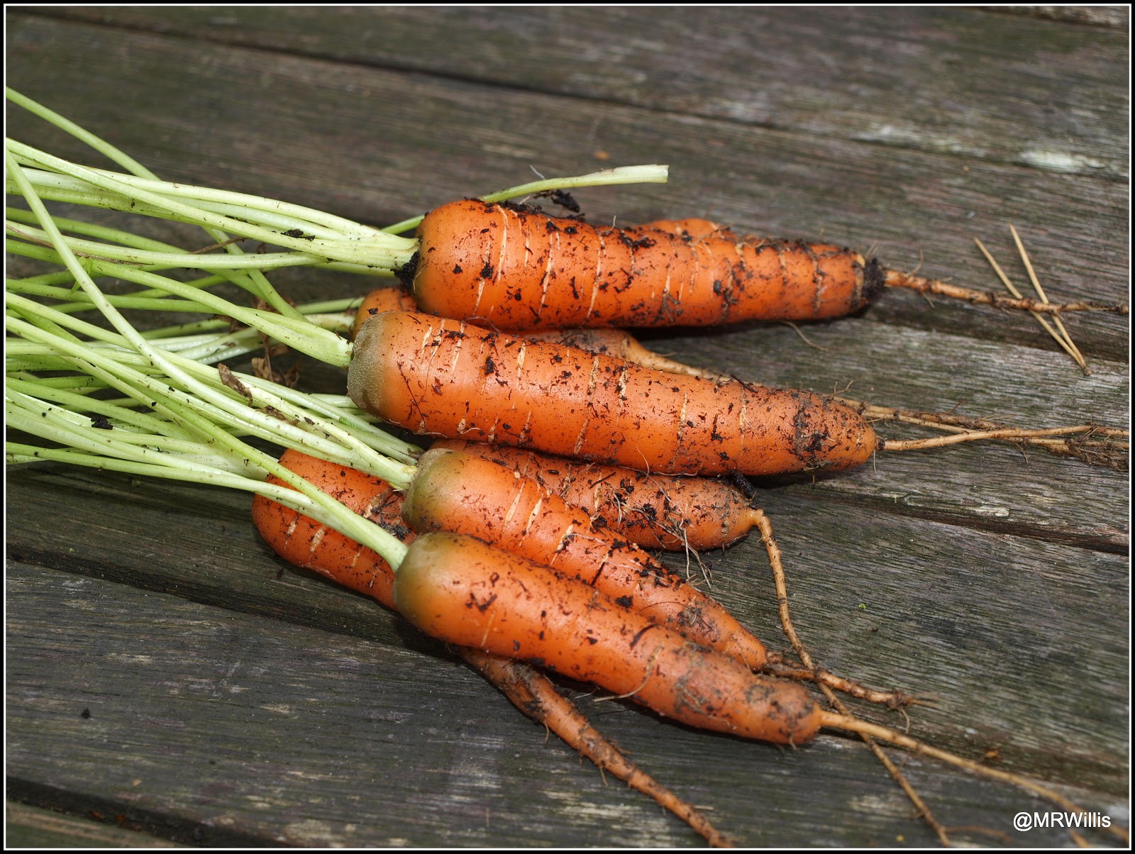 Mark's Veg Plot: A carrot for every reason...