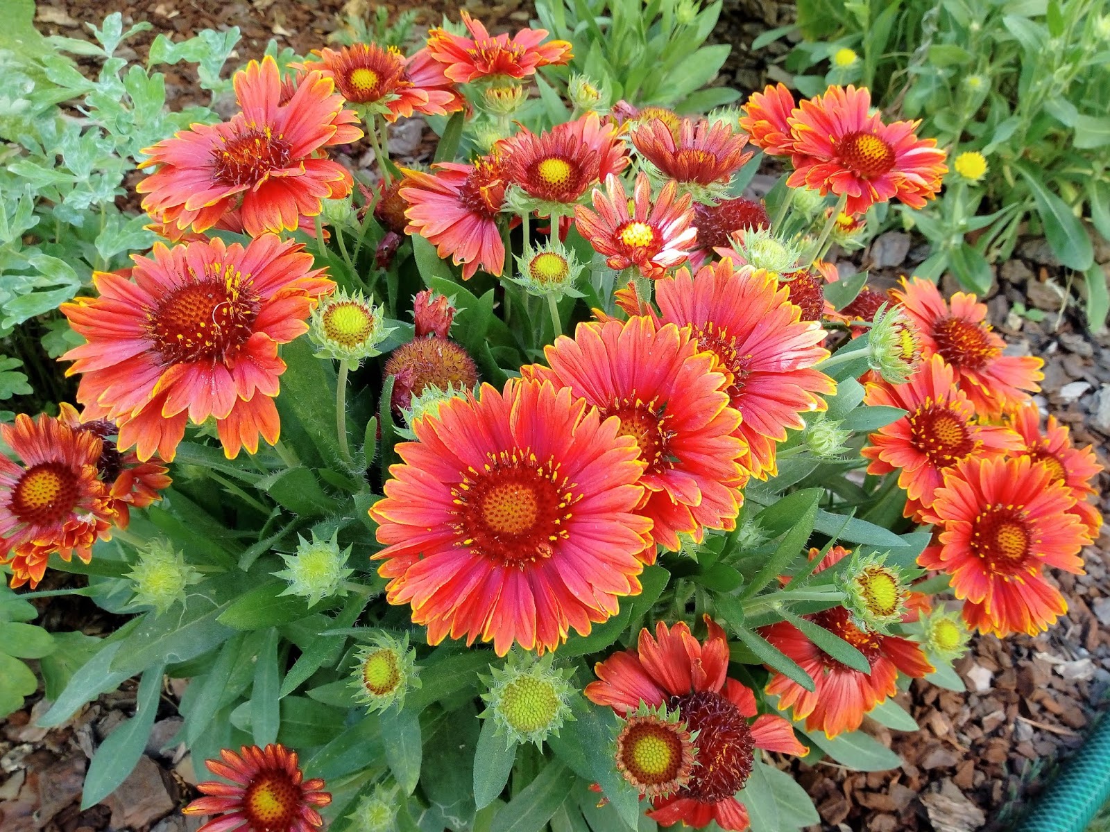 Biosfera vegetal.: Gallardia (Gaillardia aristata Pursh.).