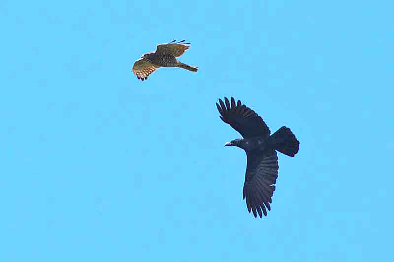 Ryukyu Life: Wildlife Images: Crow vs Buzzard Eagle