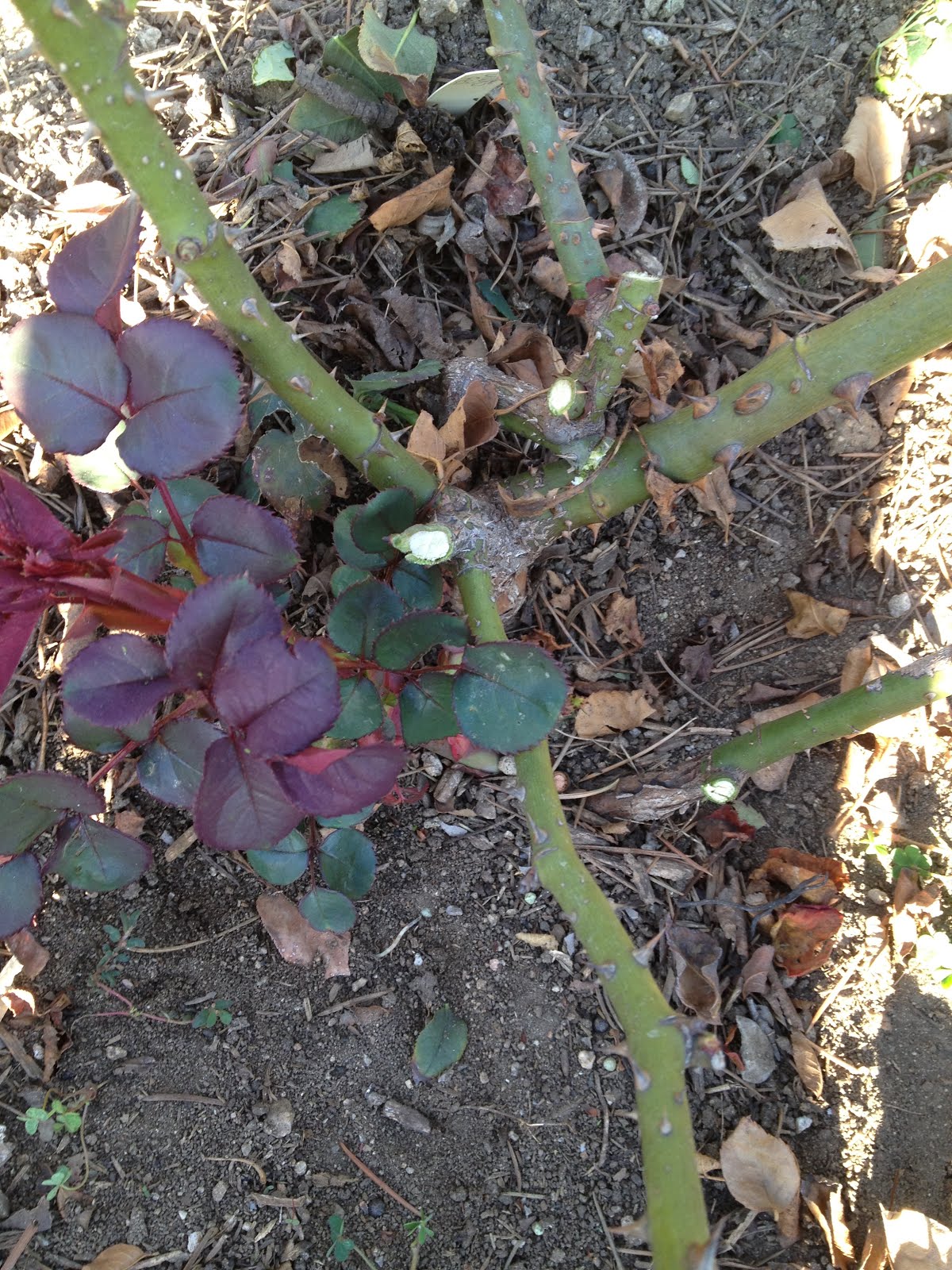 Aprille's SoCal Gardening : Rose Basal Cane!
