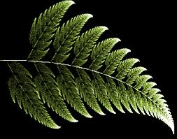 tecnologia: estructuras naturales