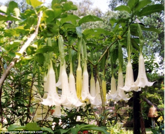 ANTI-MULLAH: BORrACHERO TREE - DEVIL'S BREATH a.k.a. SCOPOLAMINE