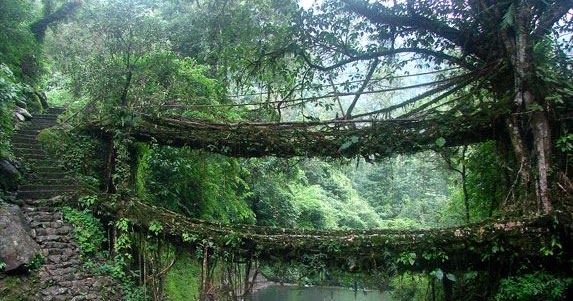 The Phytophactor: Fig root foot bridges