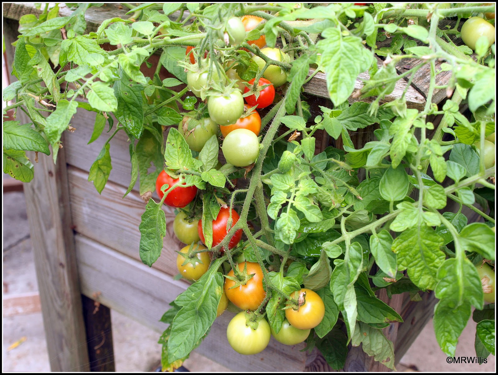 Mark's Veg Plot: Unidentified tomatoes identified