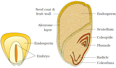 Morphology of Flowering Plants - Notes | Class 11 | Part 5: The Fruit ...