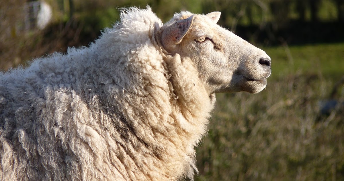 Writing to Survive: Sheep and Stress