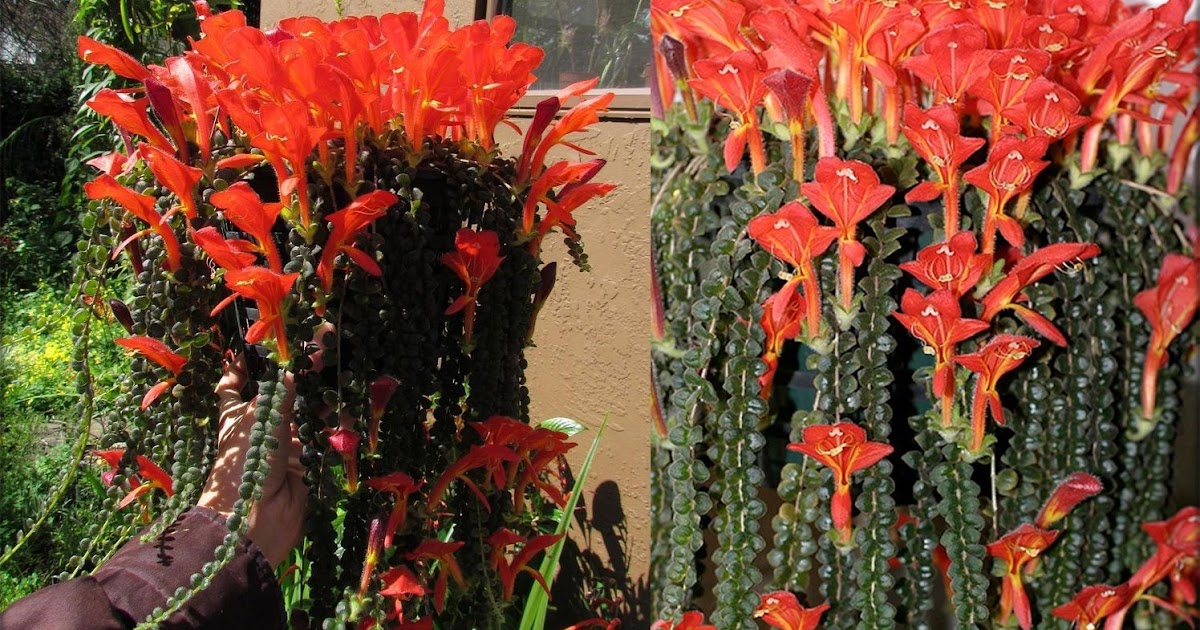 Columnea microphylla