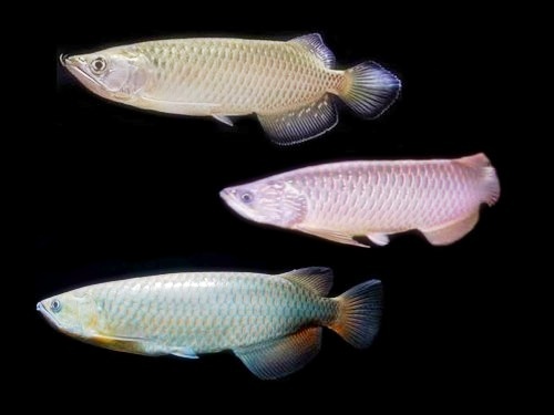 NINE GOLD : Jenis Ikan Arwana