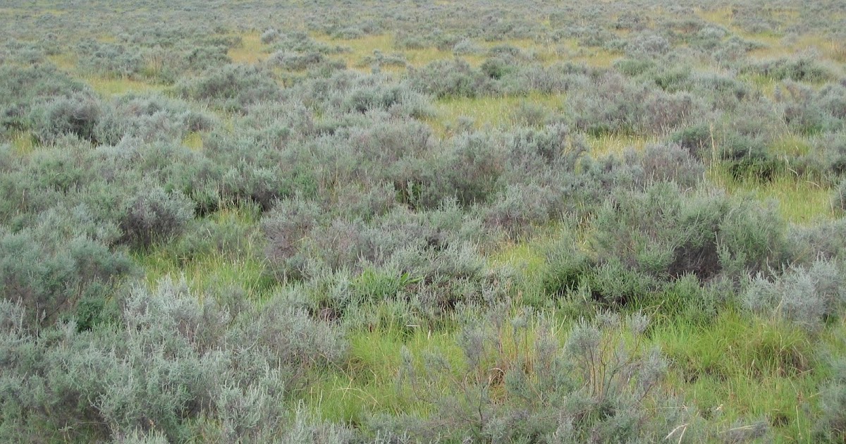 .SLANGBOS – Indringer met hoë voedingswaarde - kan dit benut word ...