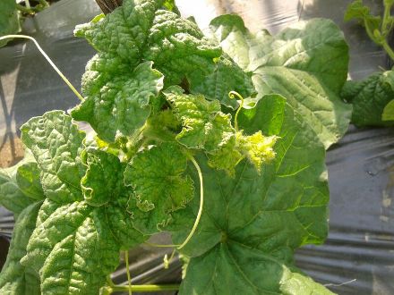 Inilah Gambar Tanaman Muda Melon yang Wajib Disimak! - Informasi ...