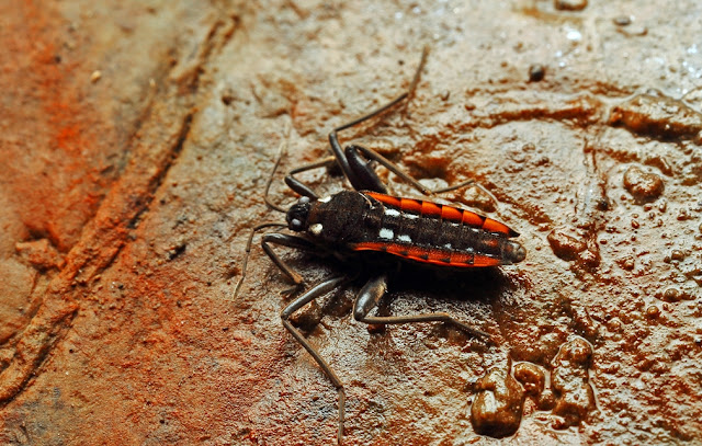 JJ's Photographic nature blog: Sneaky bugs!